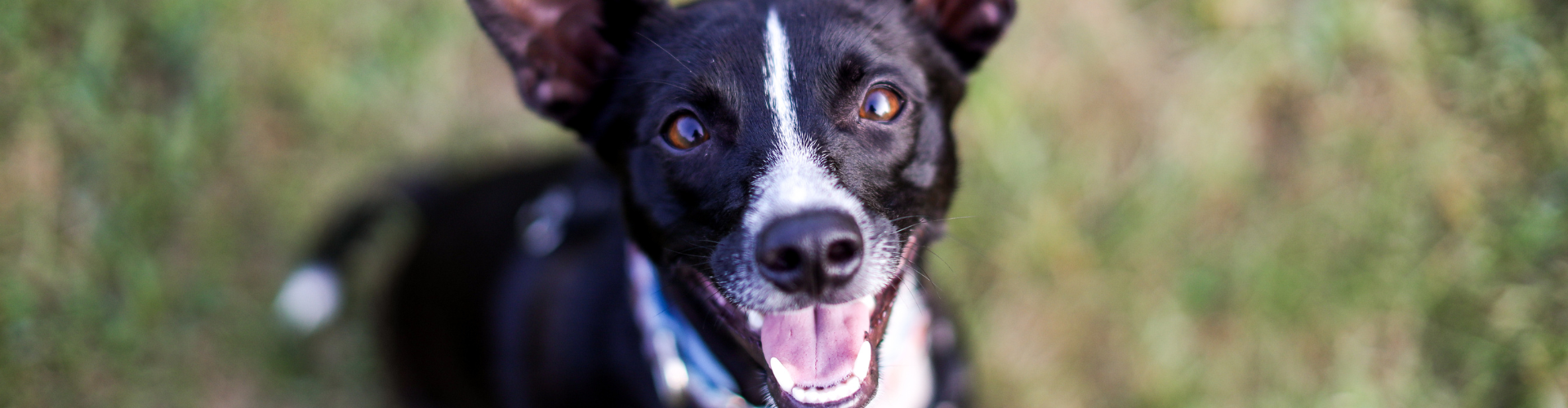 Pup & Putt • Glen Ellyn Park District